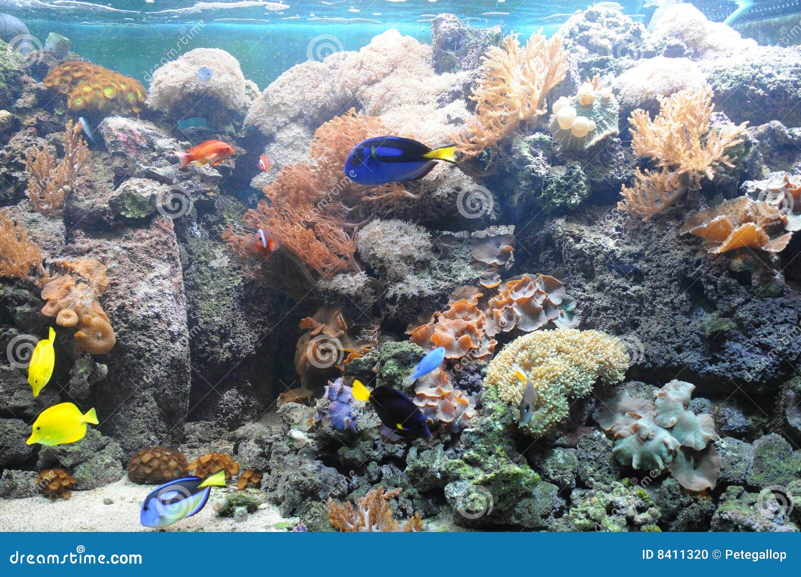 Tropical_fish_tank stock photo. Image of aquatic, marine - 8411320