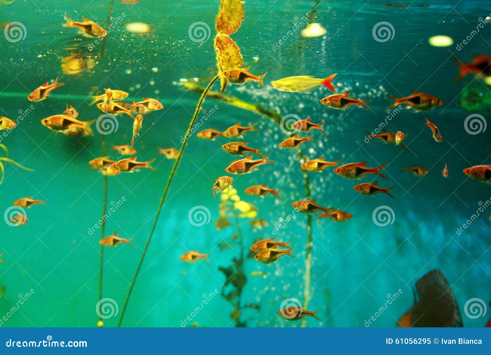 Tropical Fish Tank Aquarium Stock Image - Image of aquatic, dream: 61056295