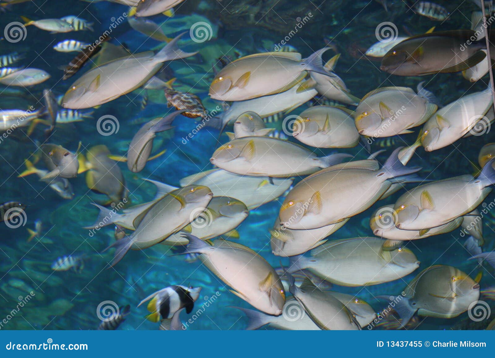 Tropical fish, Thailand. stock image. Image of caribbean - 13437455
