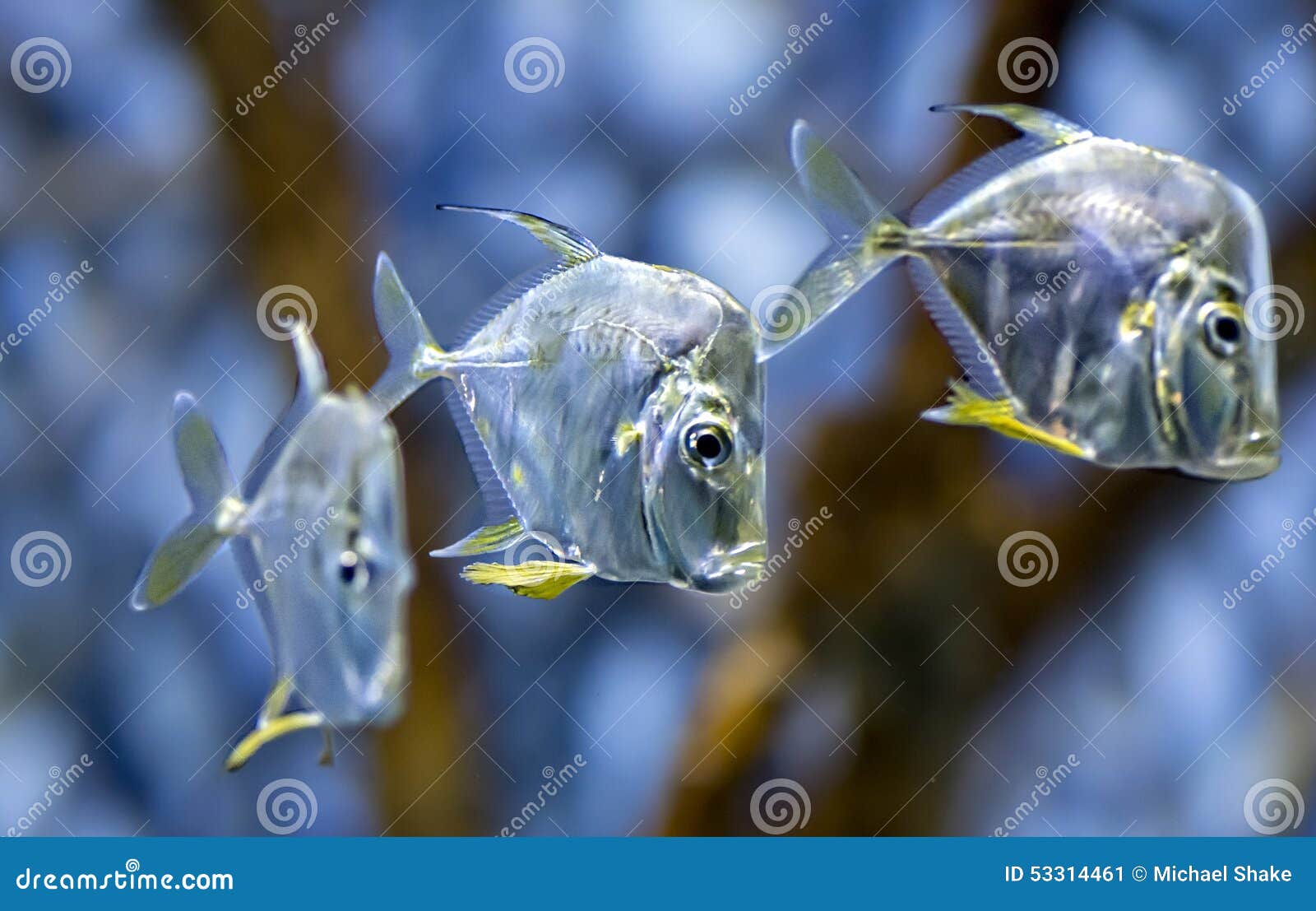 Tropical Fish stock image. Image of swimming, aquatic - 53314461