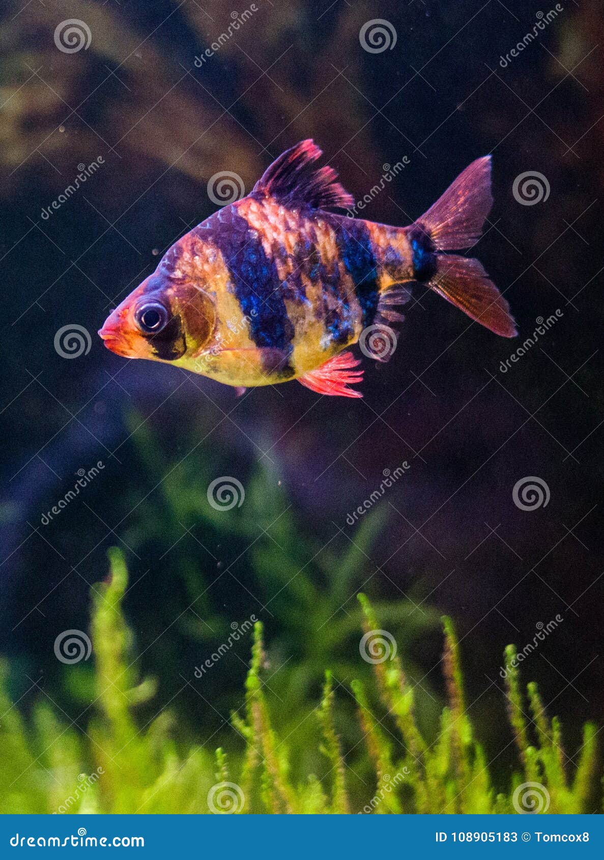 Tropical fish - Tiger Barb stock image. Image of tank - 108905183
