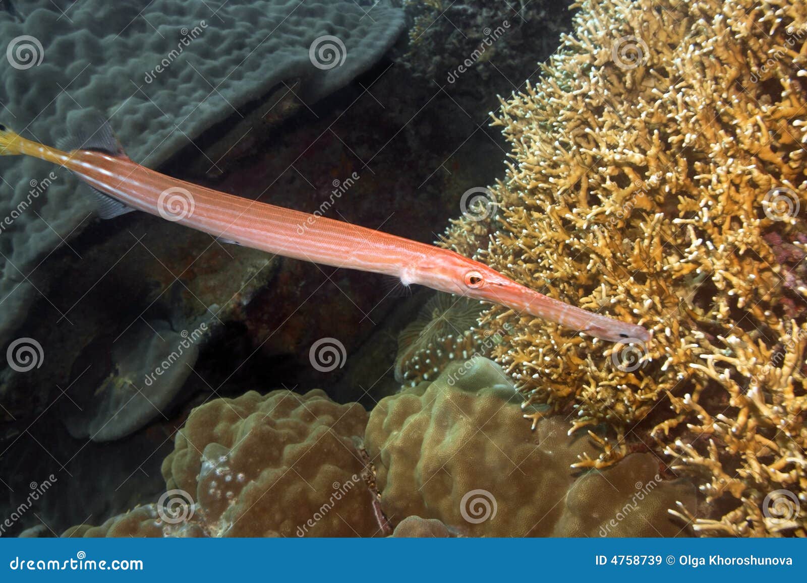 Tropical fish Trumpetfish stock image. Image of swimming - 4758739