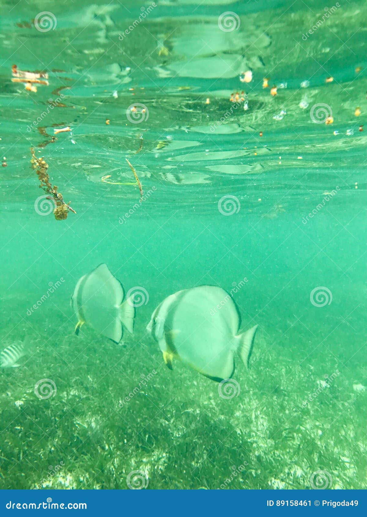 Tropical fish underwater stock image. Image of life, mayan - 89158461
