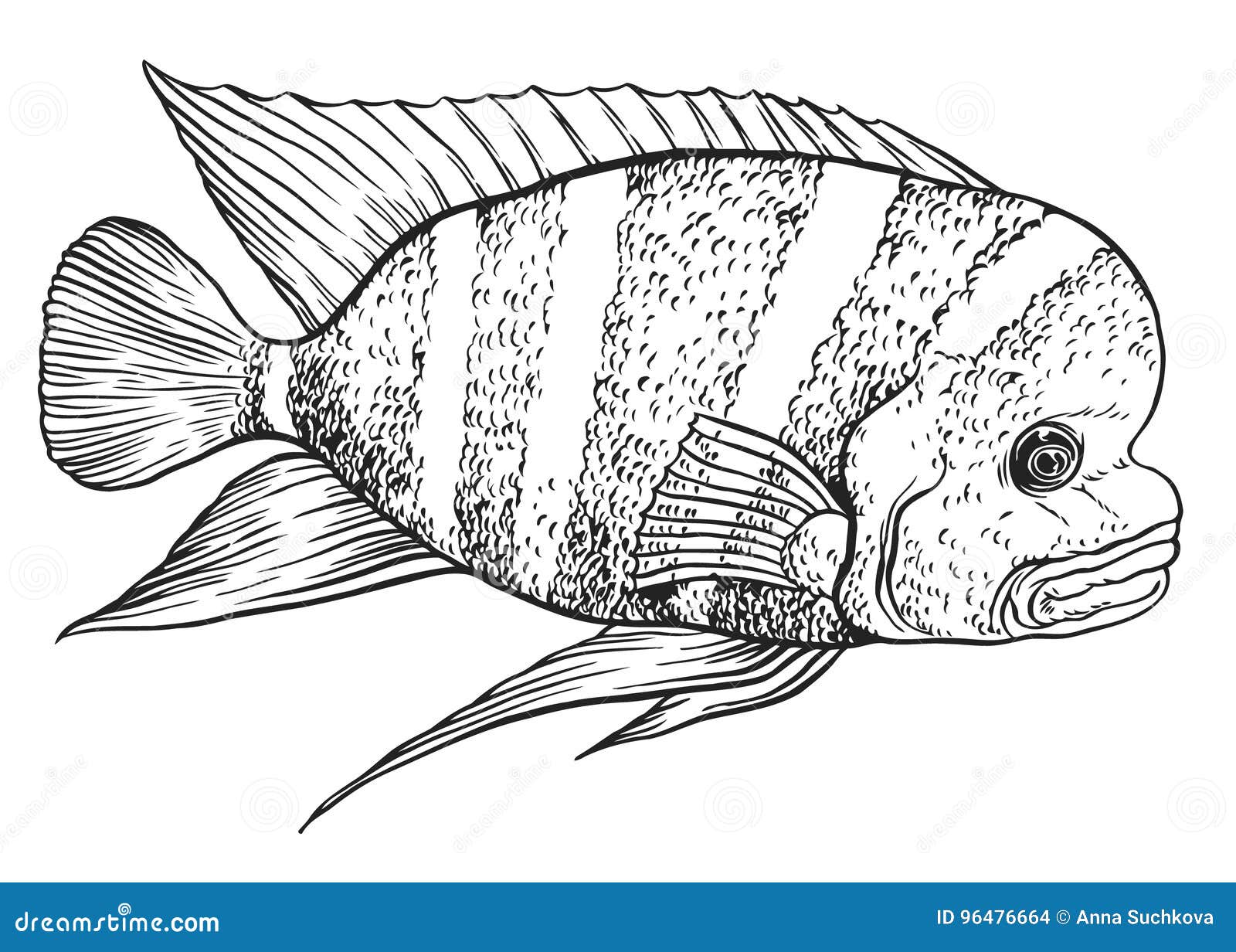 Tropical Fish Drawings