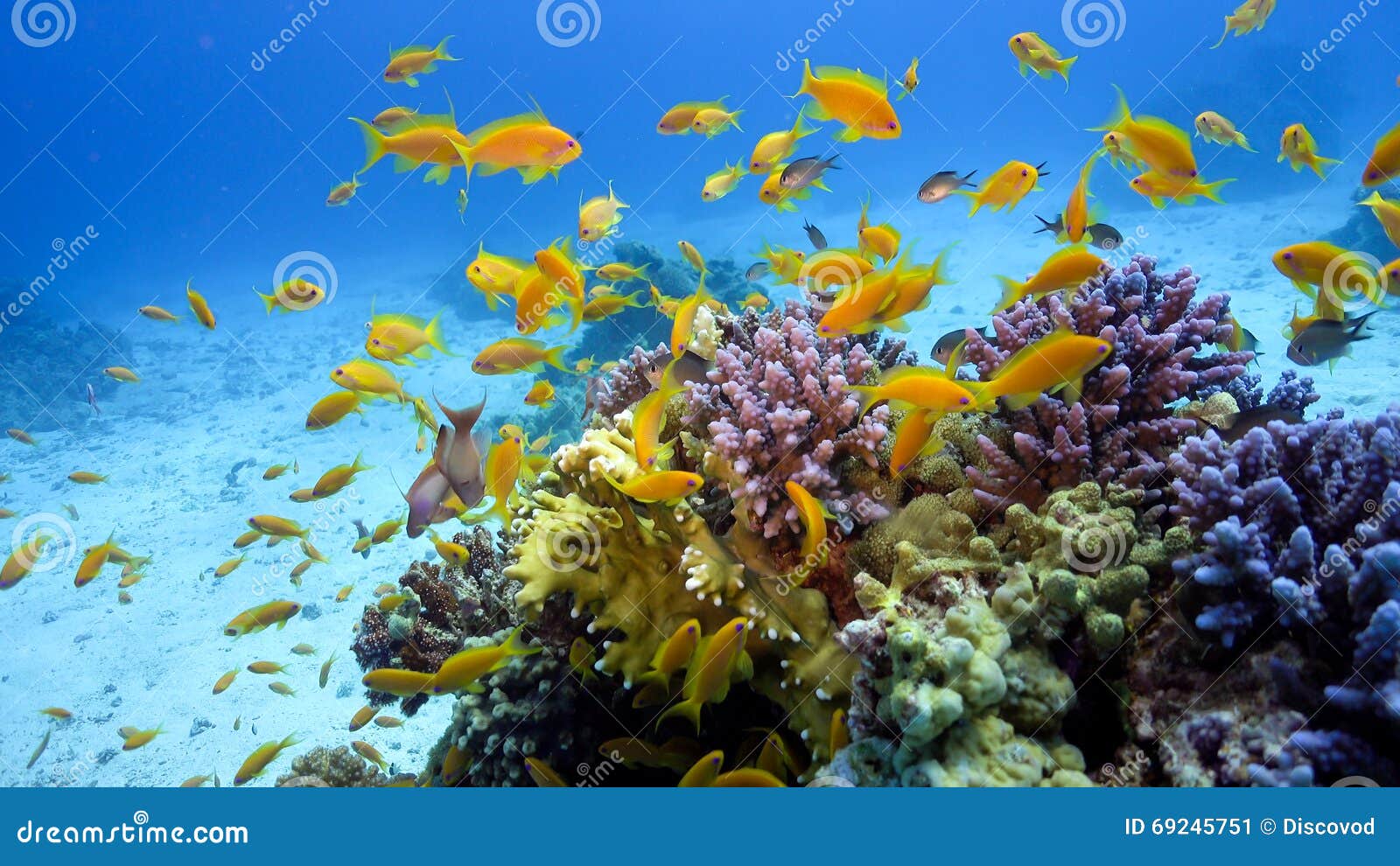 Tropical Fish on Vibrant Coral Reef Stock Image - Image of ocean ...