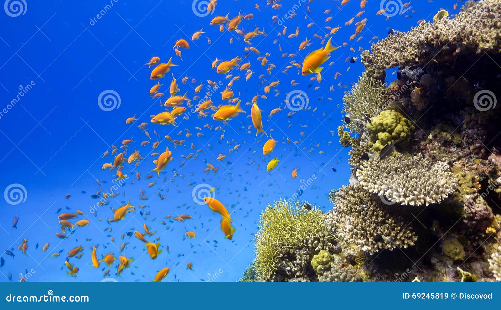 Tropical Fish on Vibrant Coral Reef Stock Image - Image of life, reef ...