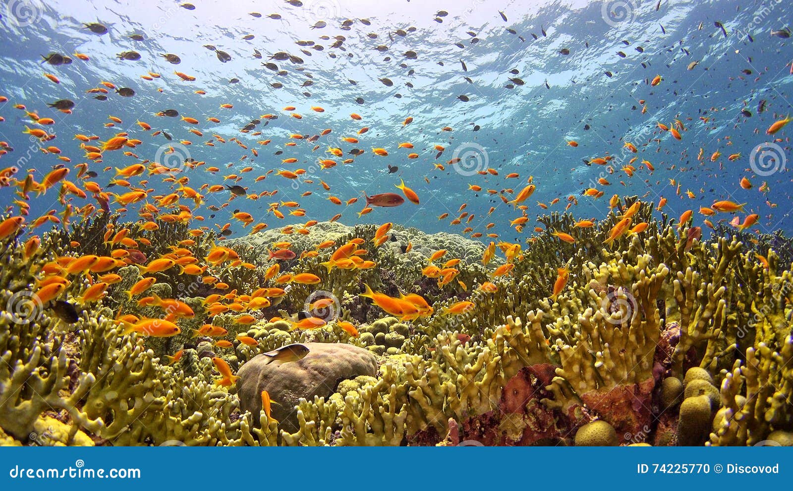Tropical Fish on Vibrant Coral Reef Stock Photo - Image of depth, wild ...