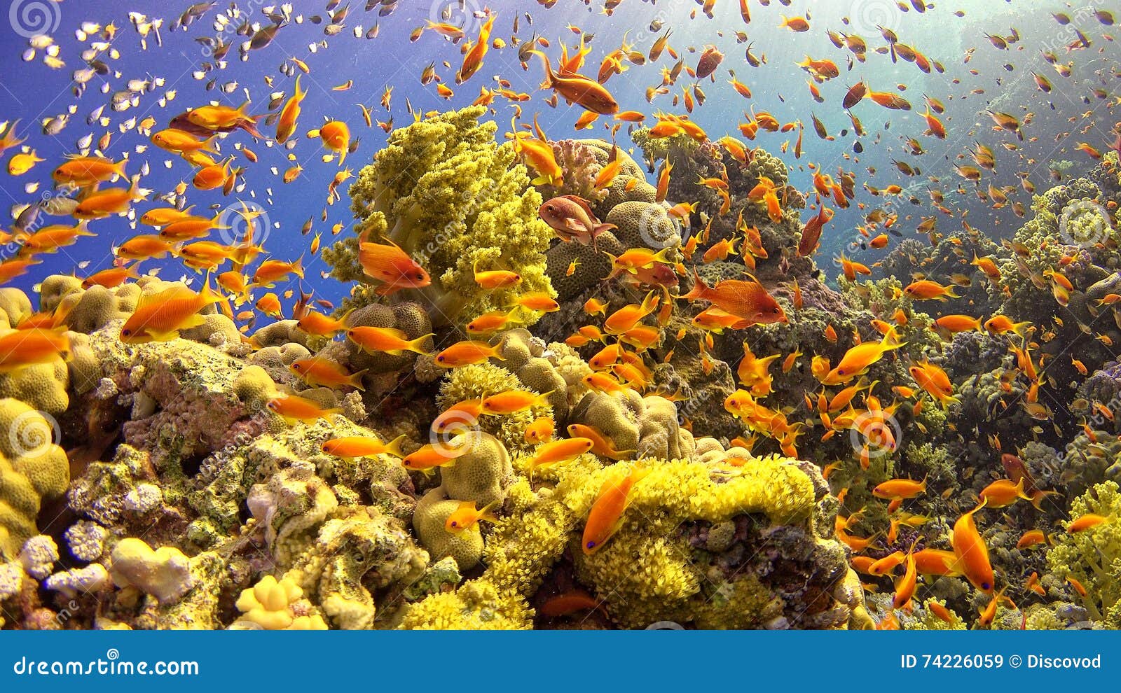 Tropical Fish on Vibrant Coral Reef Stock Image - Image of ocean, coral ...