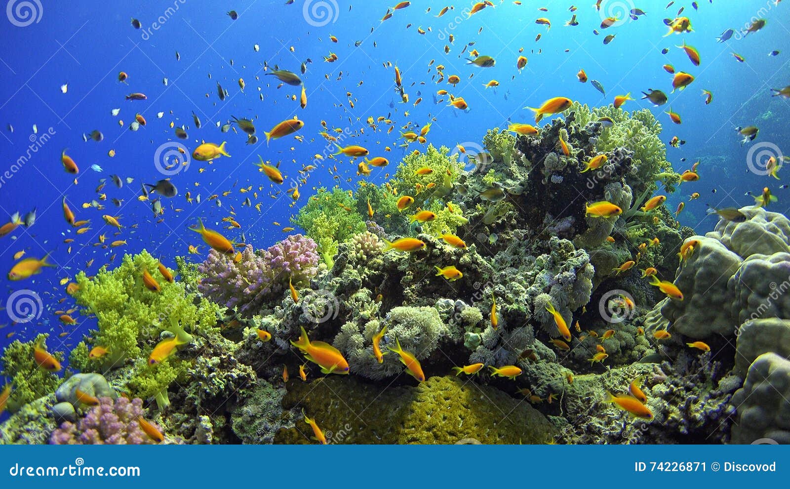 Tropical Fish on Vibrant Coral Reef Stock Image - Image of caribbean ...