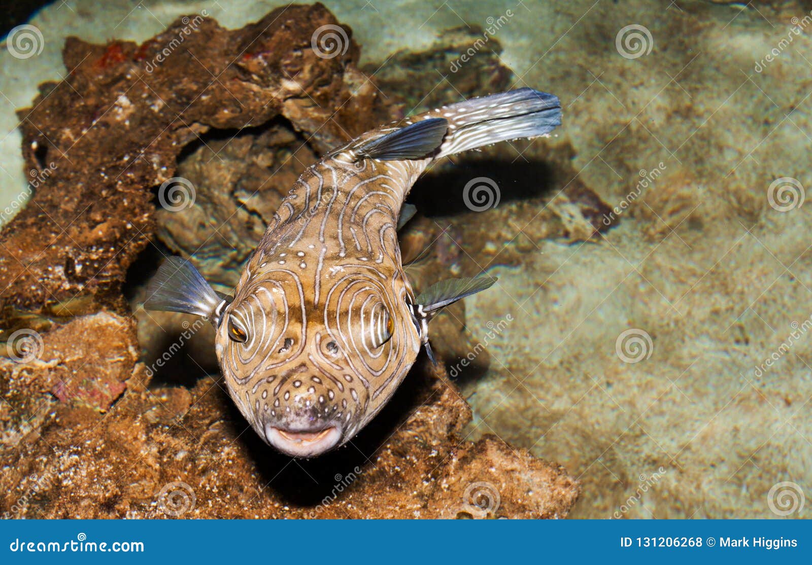 Tropical Fish Western Australia Nice Patterns Stock Photo - Image of ...