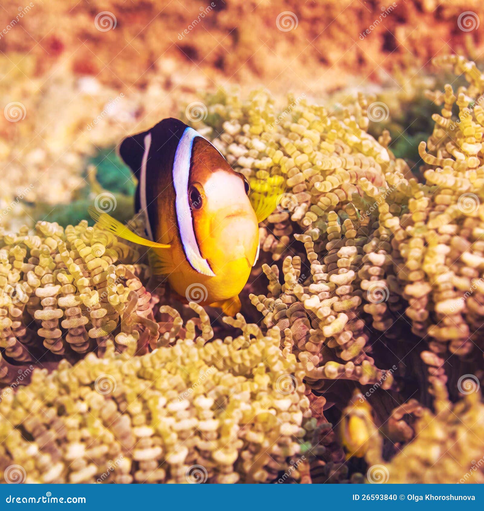 Tropical Fish Yellowtail Clownfish Stock Photo - Image of diving ...