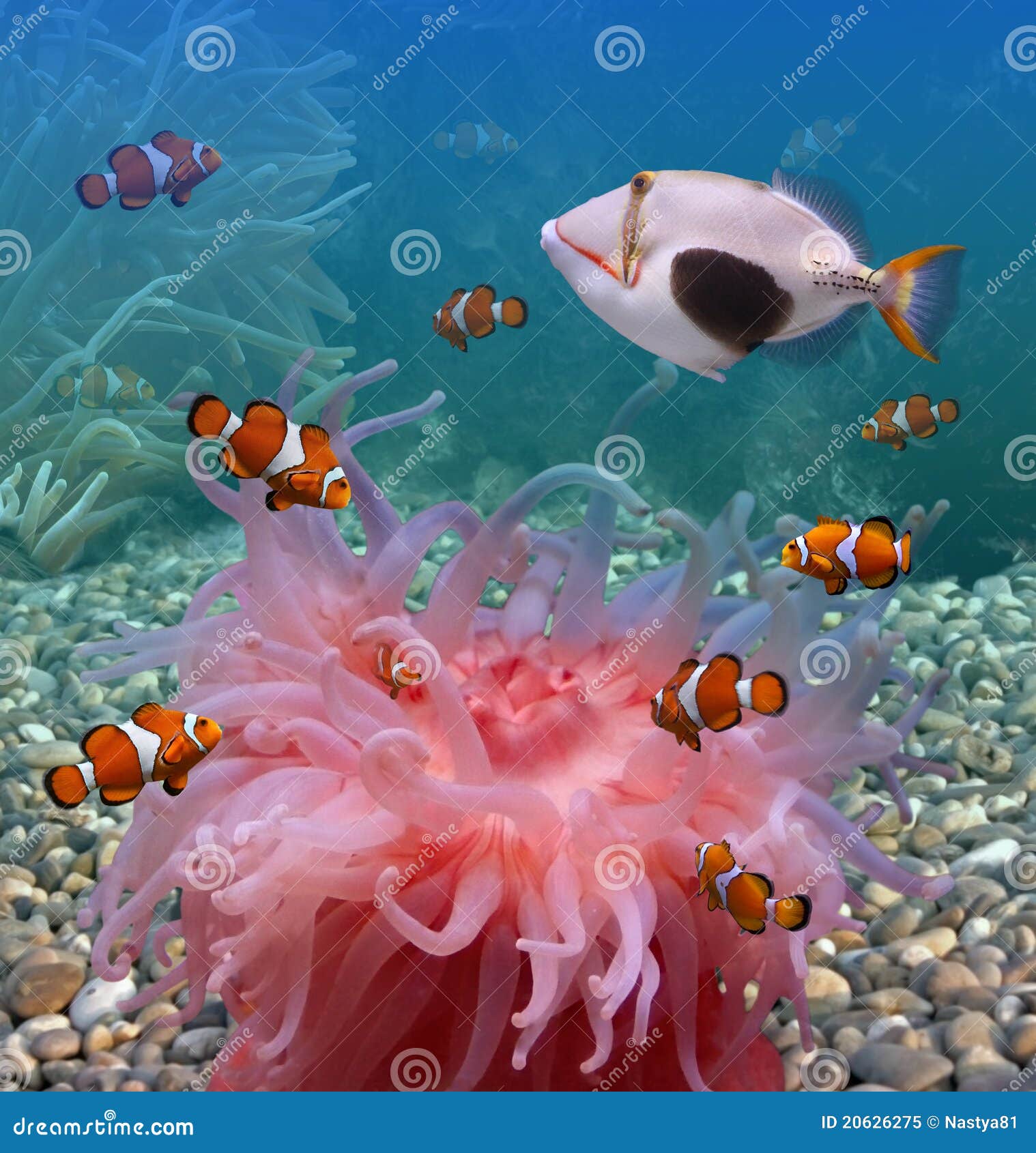 Tropical fishes stock image. Image of deep, colony, beautiful - 20626275