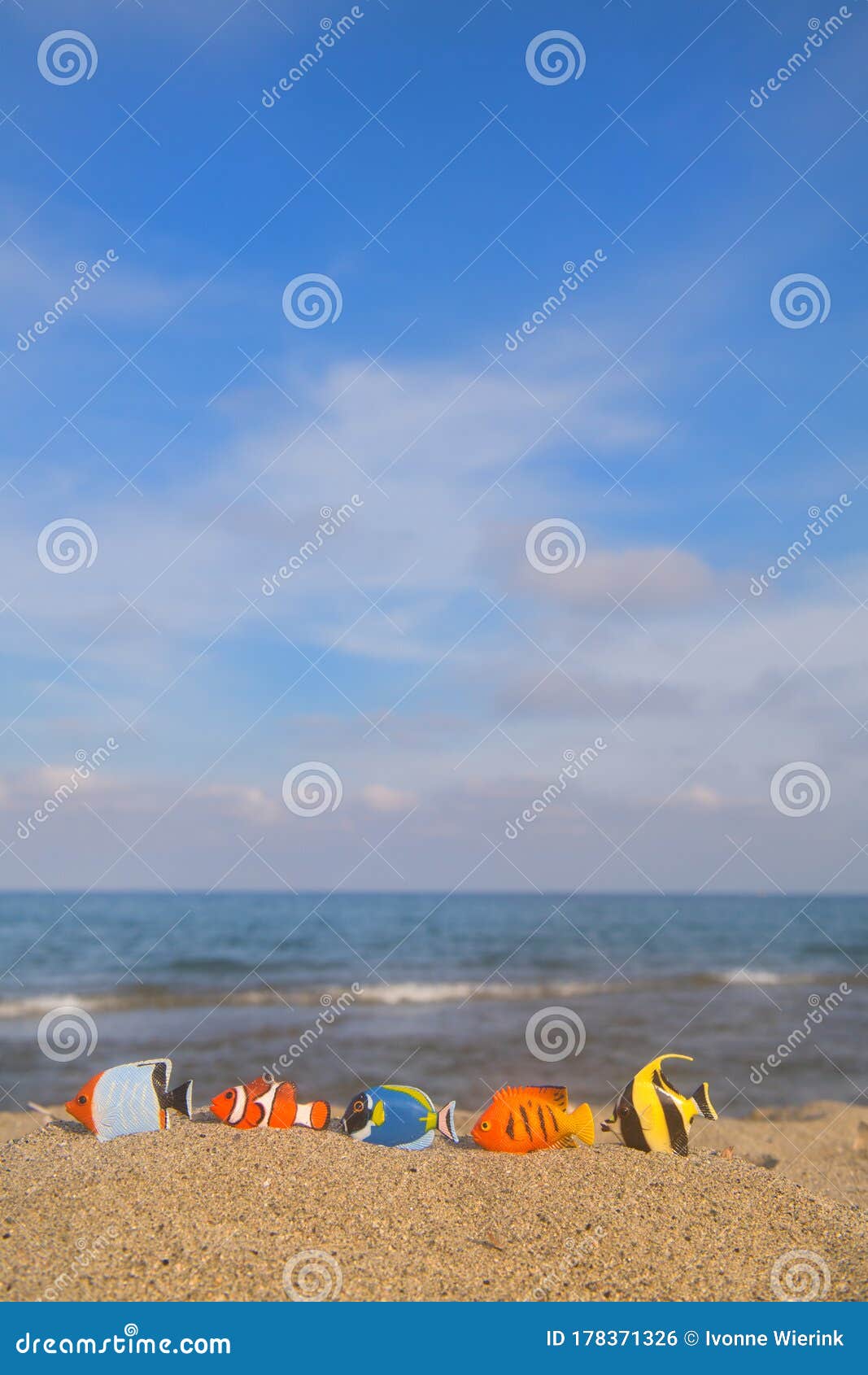 Tropical Fishes at the Beach Stock Photo - Image of travel, rotten ...