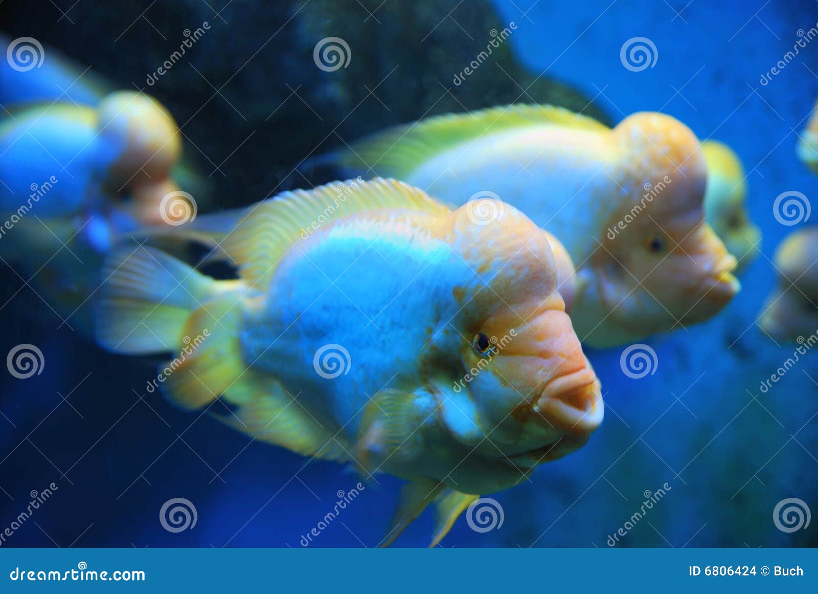 Tropical Fishes in the Deep Sea Stock Photo - Image of nature, animal ...