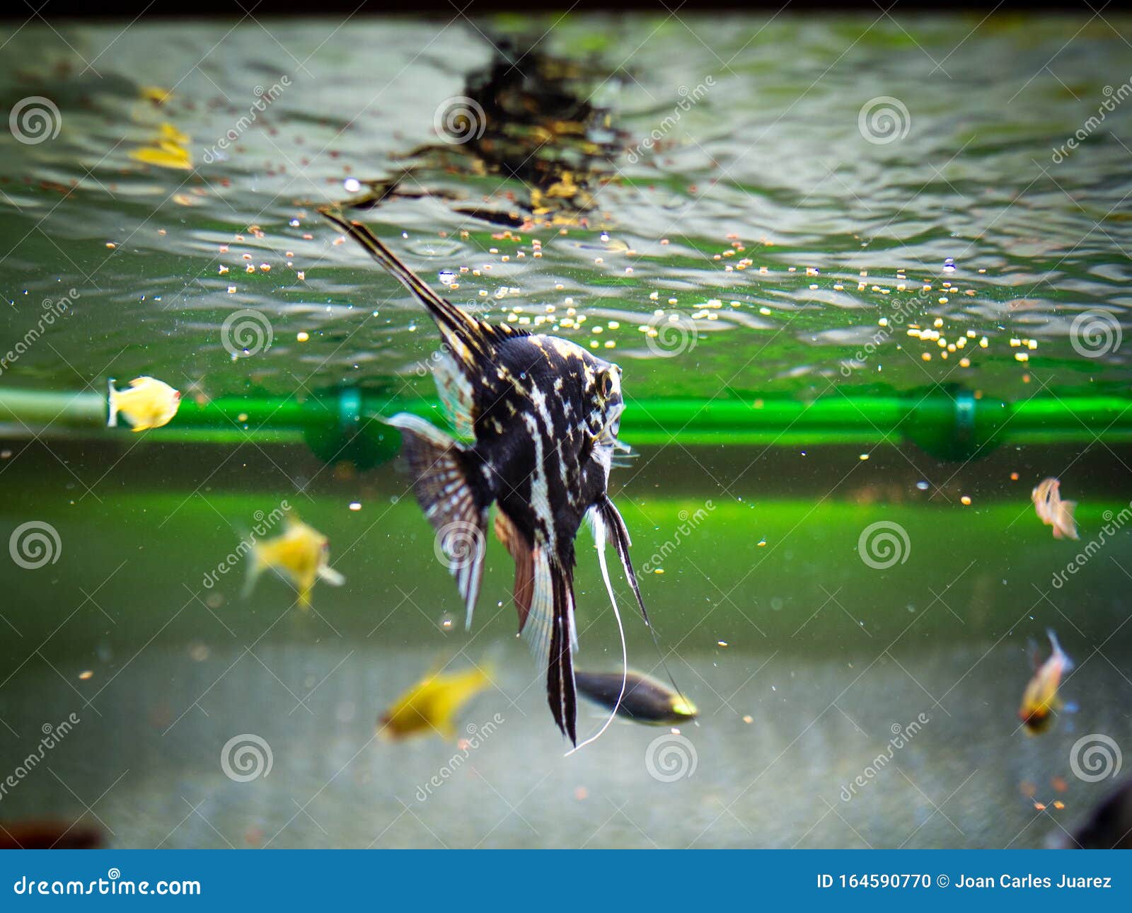 Tropical Fishes Eating in a Fish Tank Stock Photo - Image of amazon ...