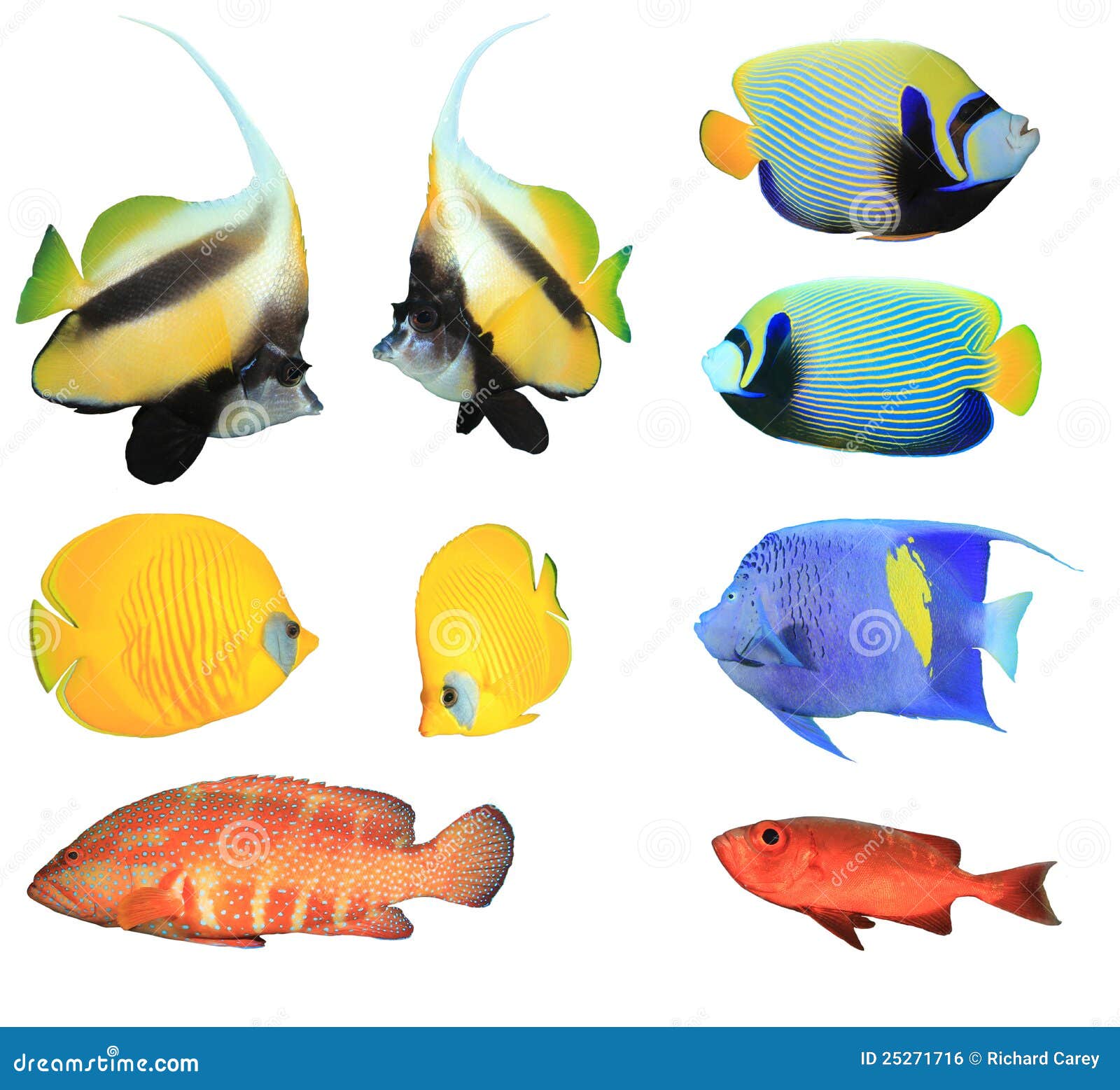 Tropical Fishes on White Background Stock Photo - Image of aquarium ...