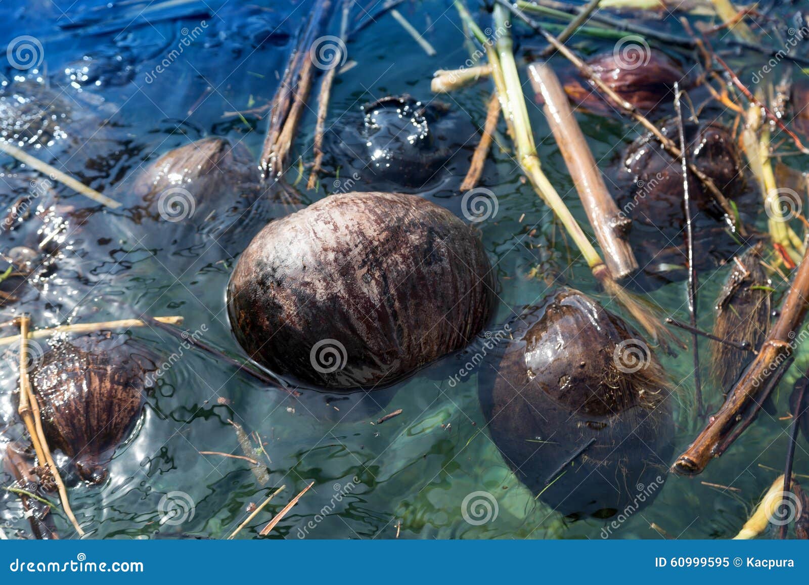 Coconut Bud Floating In The Sea Royalty-Free Stock Image ...