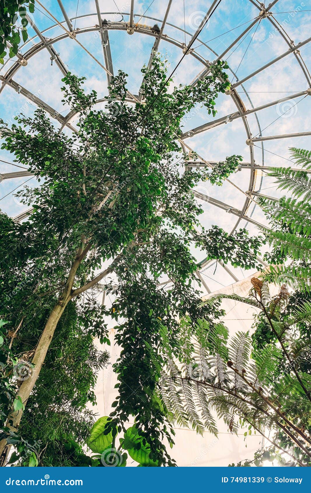 Tropical Flora in Giant Glass Biosphere Stock Image - Image of fern ...