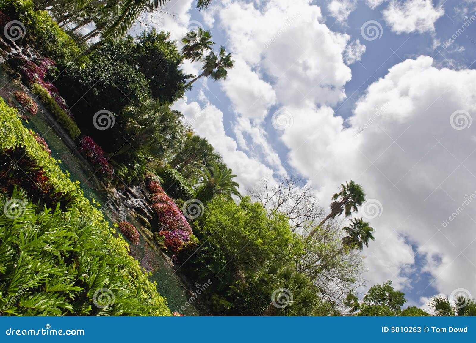 Tropical Florida stock image. Image of palms, tropical - 5010263