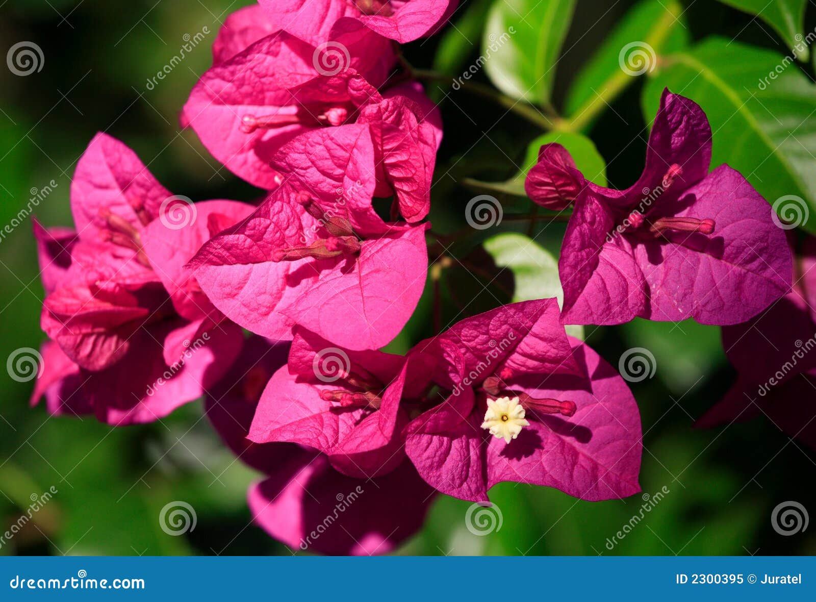Tropical flower stock image. Image of nature, spring, branch - 2300395