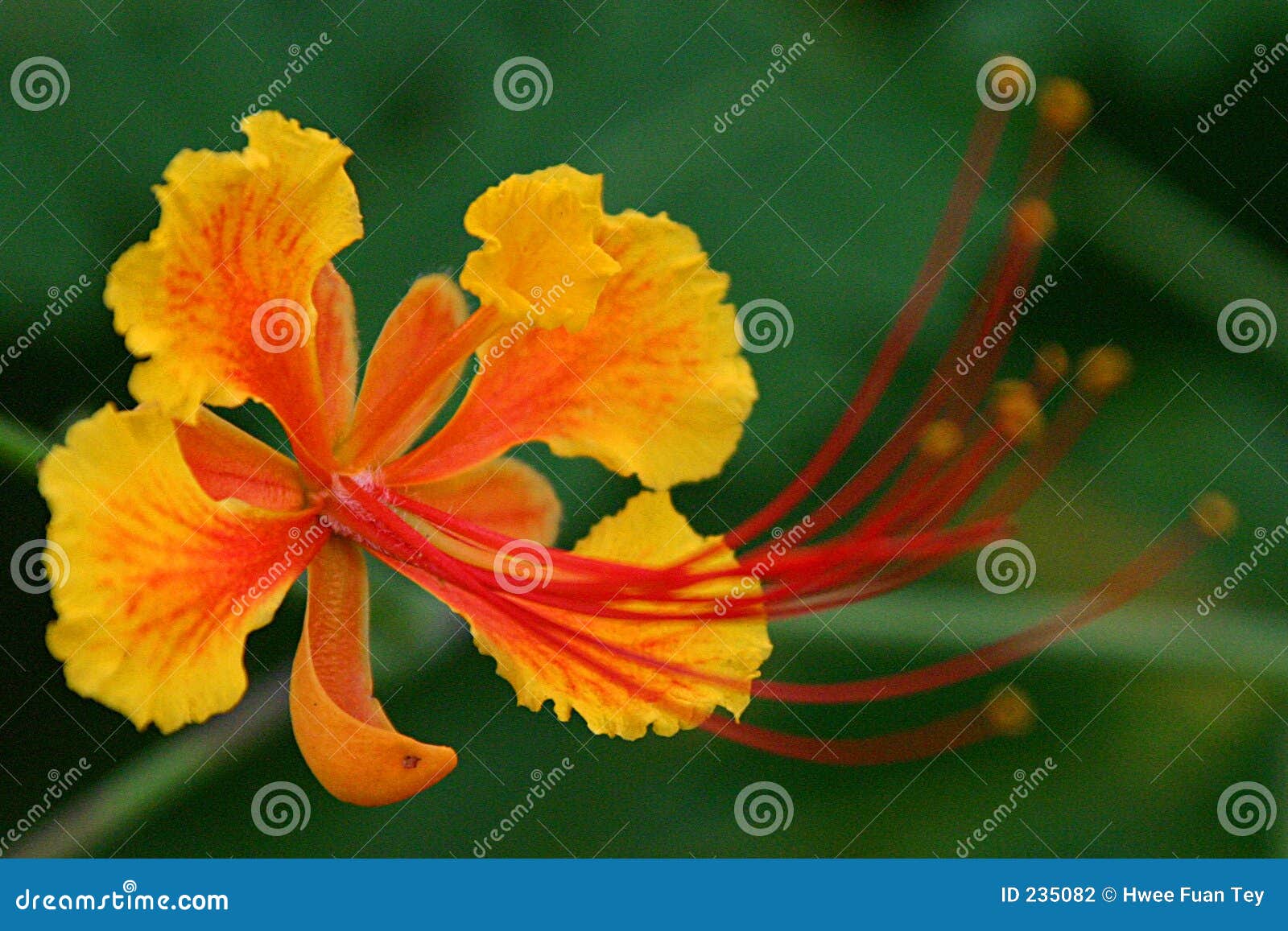 Tropical Flower stock photo. Image of warm, tropical, humid - 235082