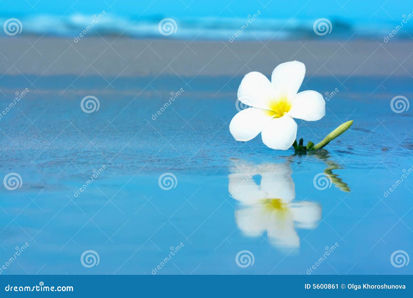 Tropical Flower on the Beachv Stock Image - Image of coastline, fresh ...