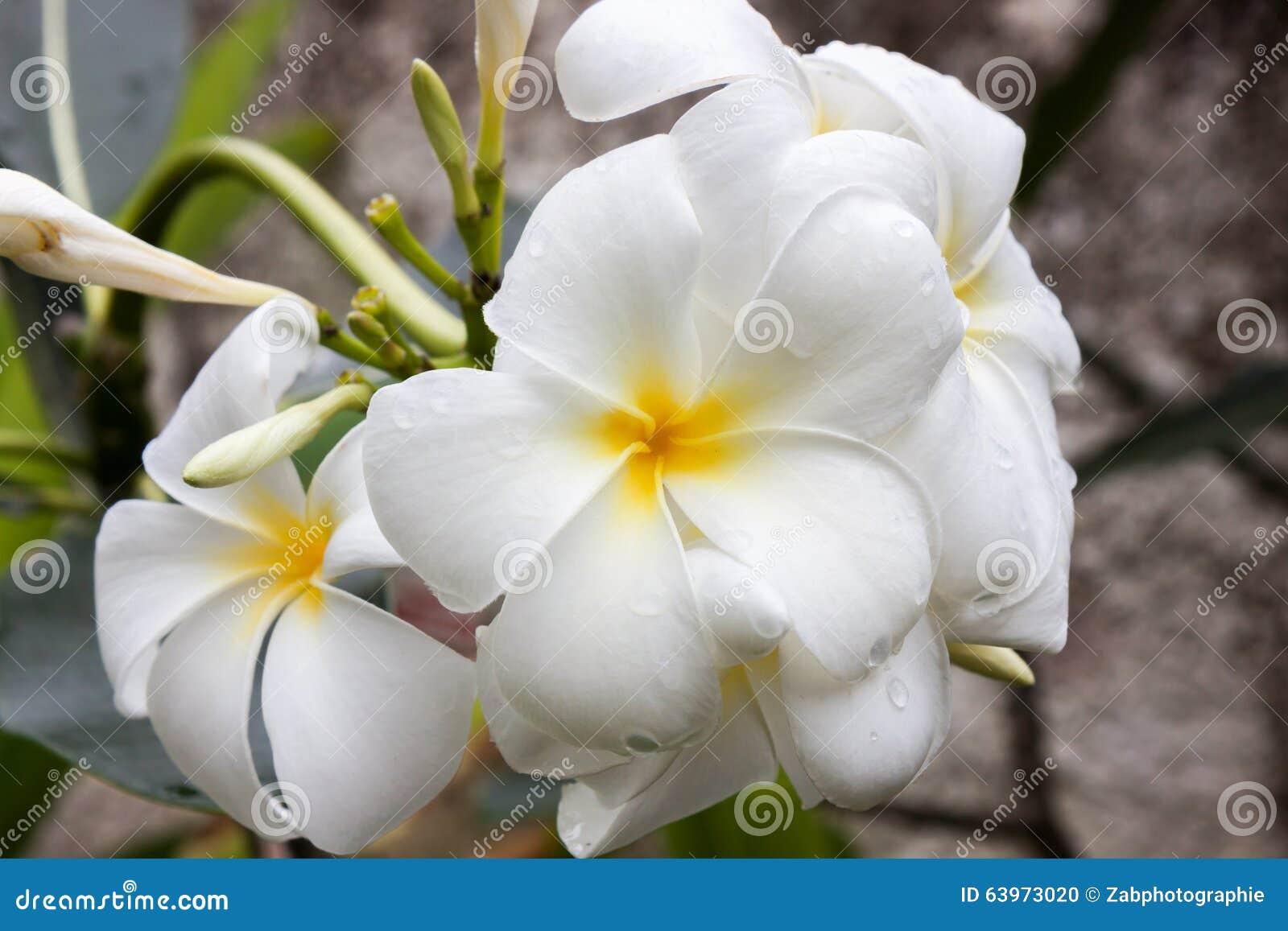 Tropical Flower in Bora Bora Stock Photo - Image of vacation, raindrop ...