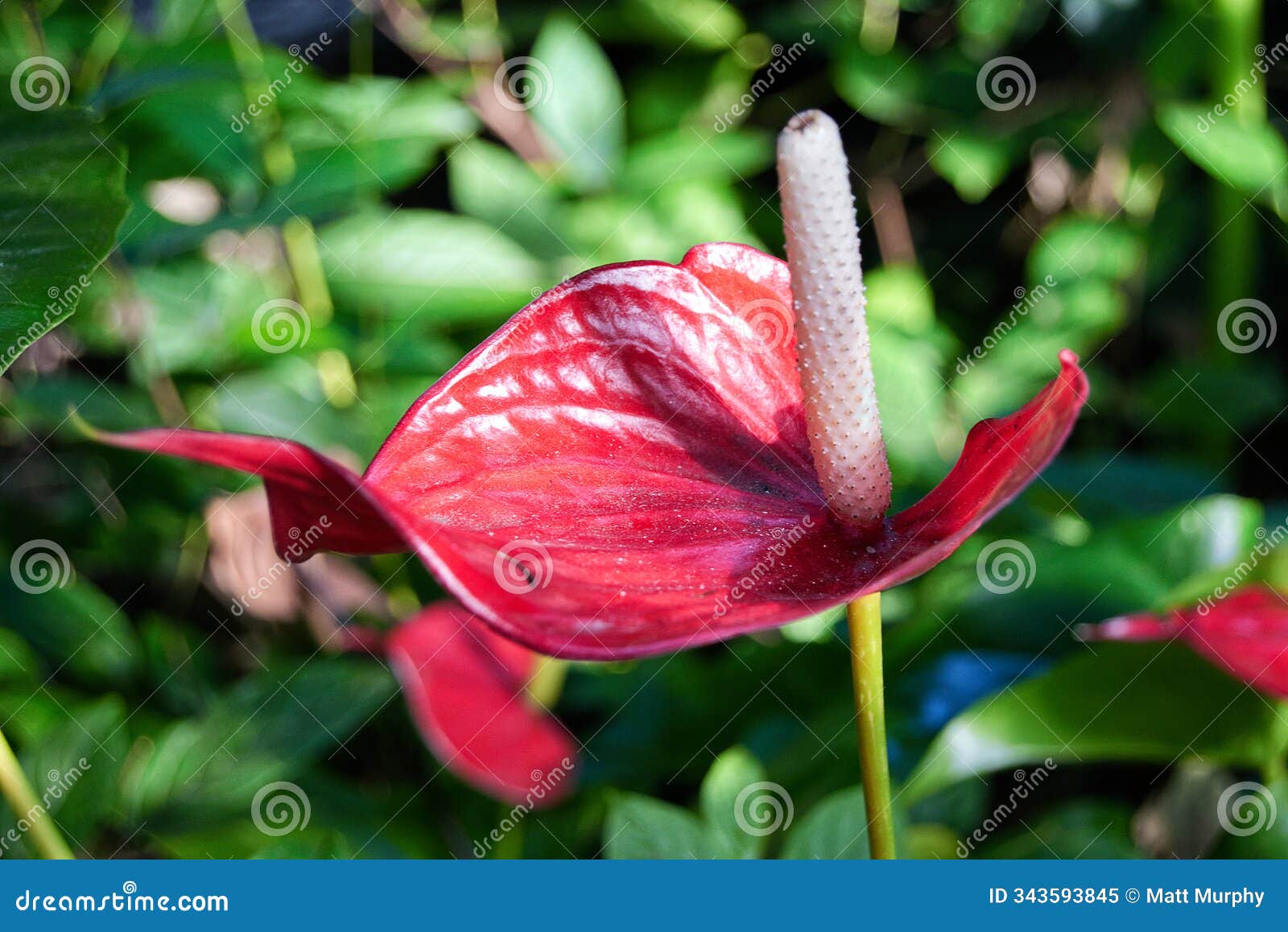 Tropical Flower at Eden Project Stock Image - Image of cornwall ...