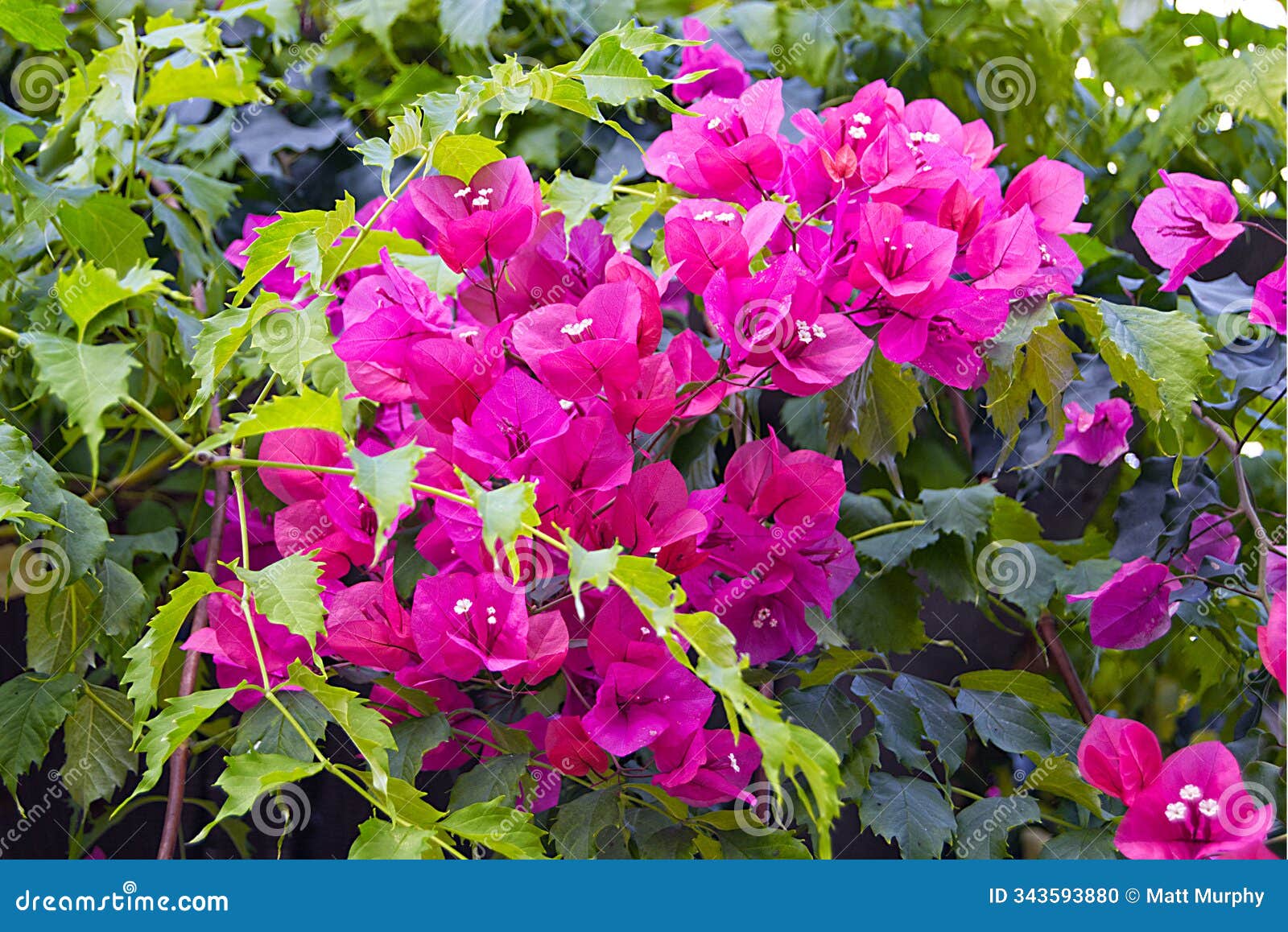 Tropical Flower at Eden Project Stock Photo - Image of cornwall, stem ...