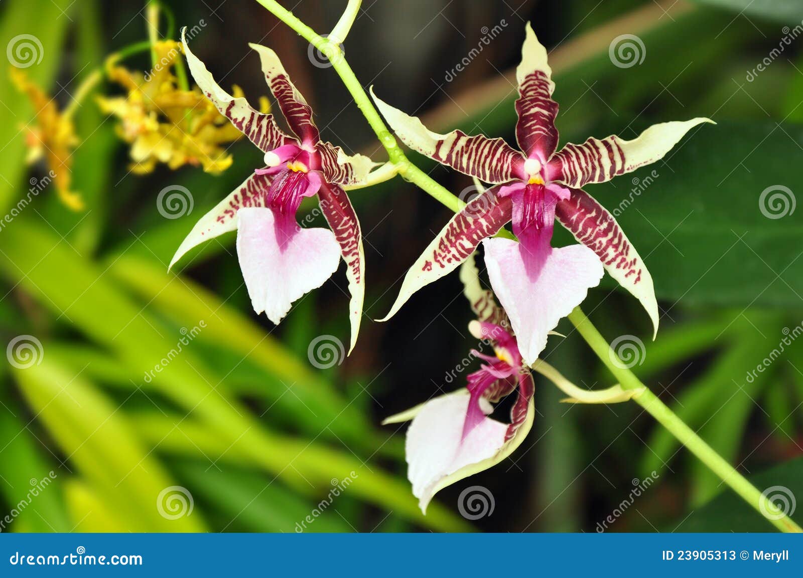 Tropical flower exotic stock image. Image of green, leaves - 23905313