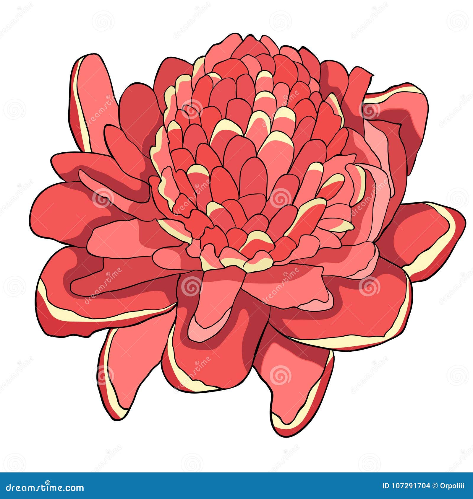 Tropical Flower of Ginger Red Torch. Vector Illustration Stock Vector ...