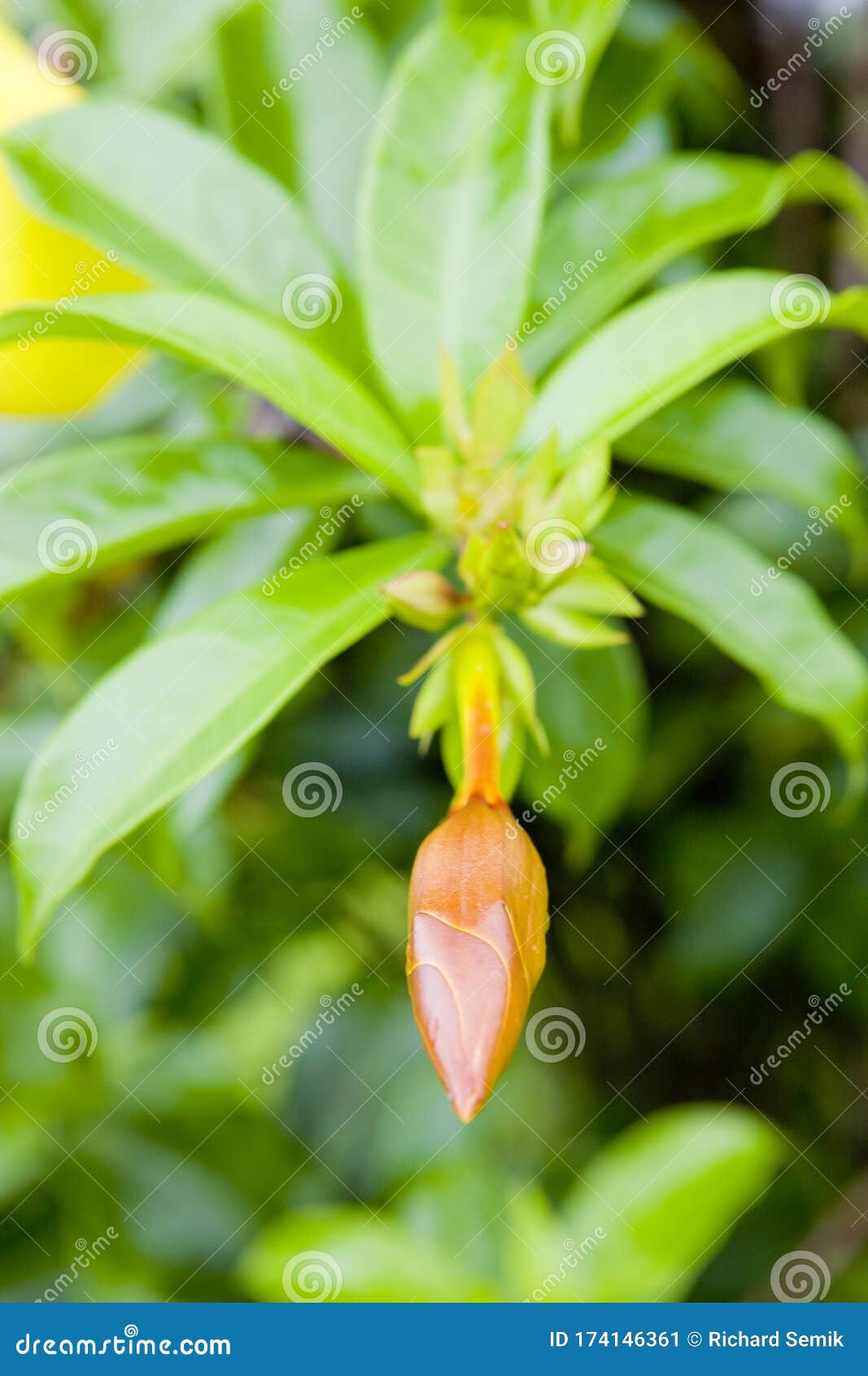 Tropical flower, Grenada stock image. Image of fragile - 174146361