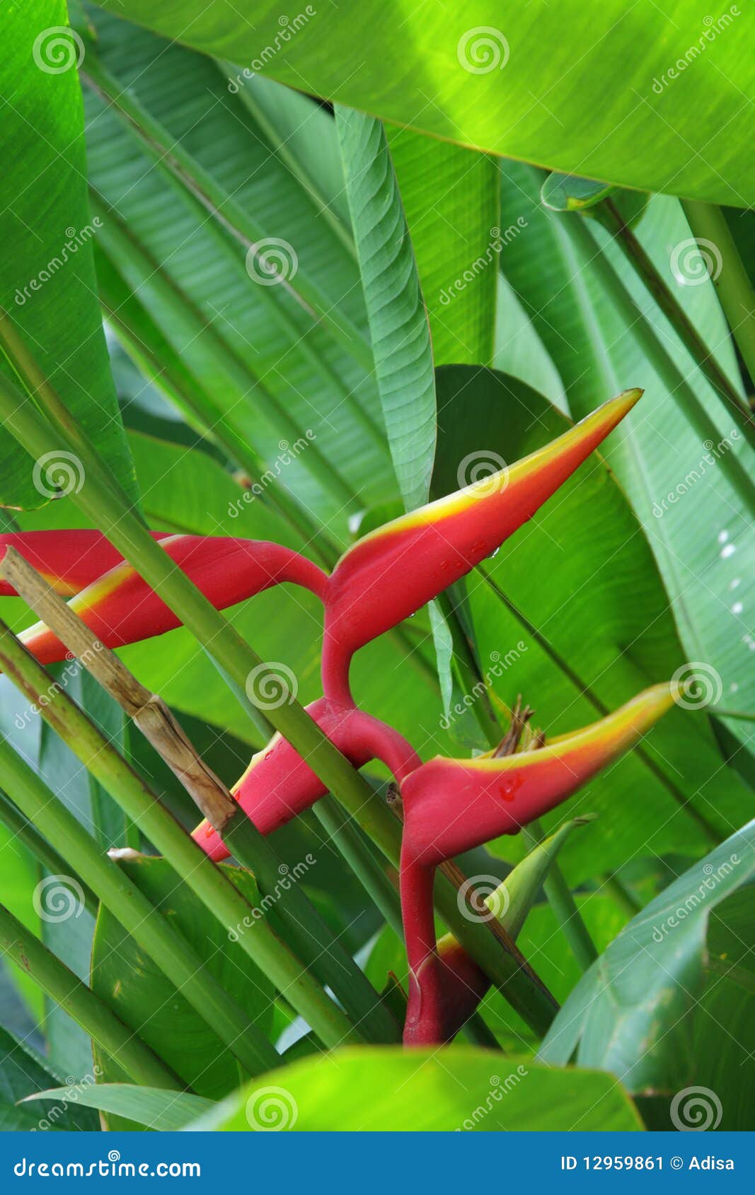 Tropical flower Heliconia stock image. Image of leaf - 12959861