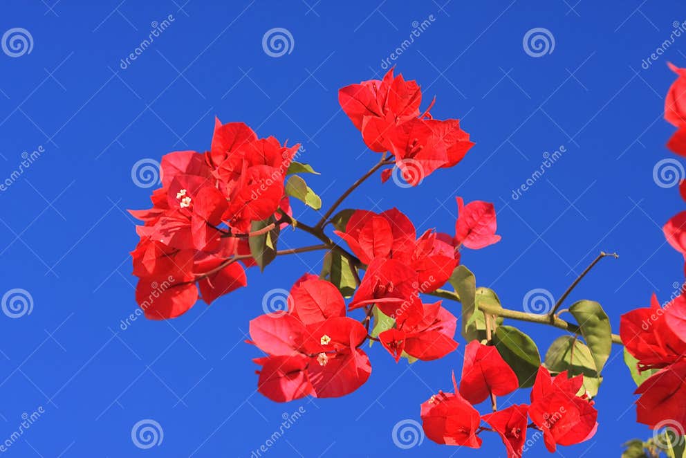 Tropical flower macro stock image. Image of spring, life - 4282003