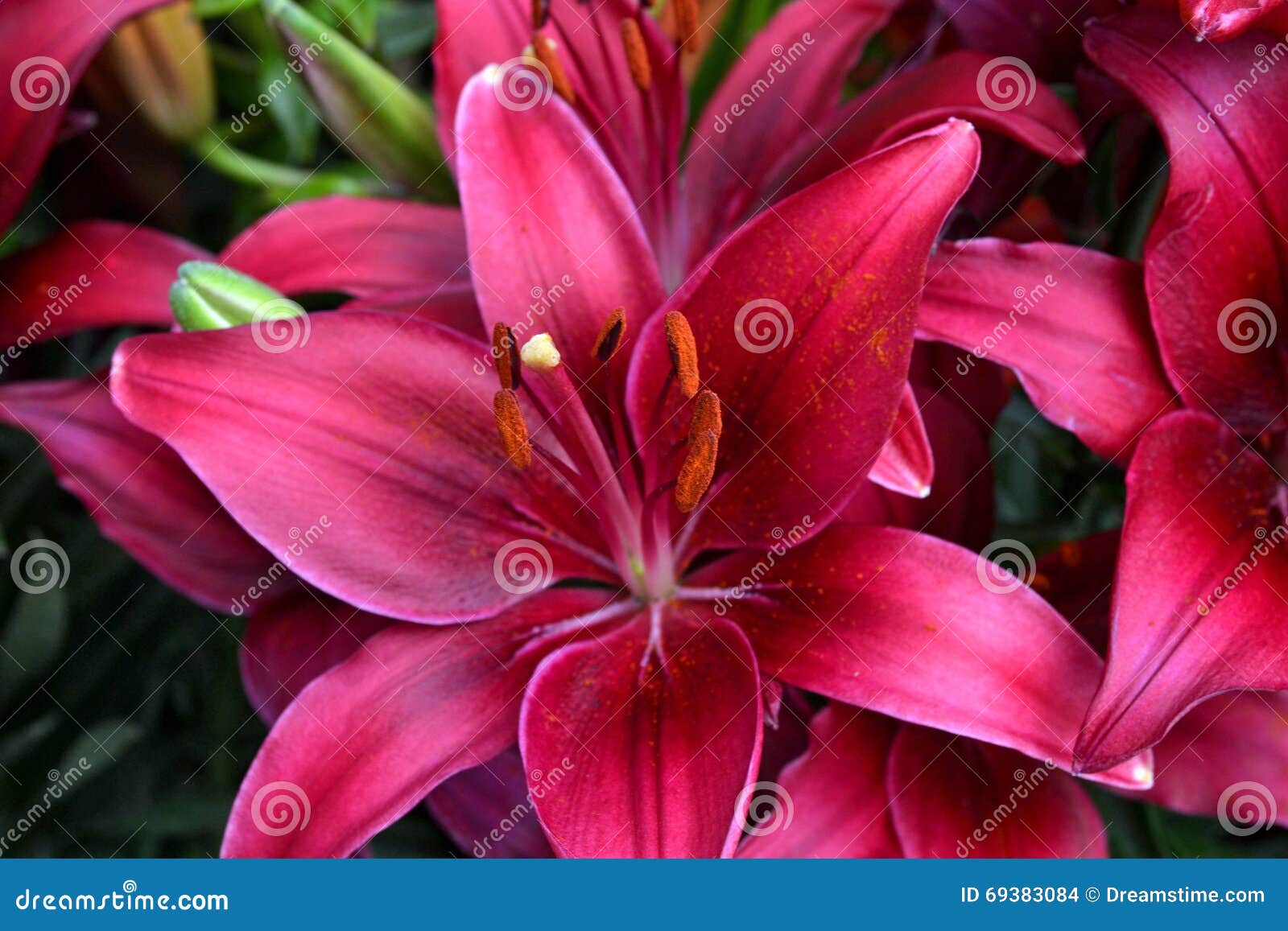 Tropical Flower-Magenta stock photo. Image of wildflowers - 69383084