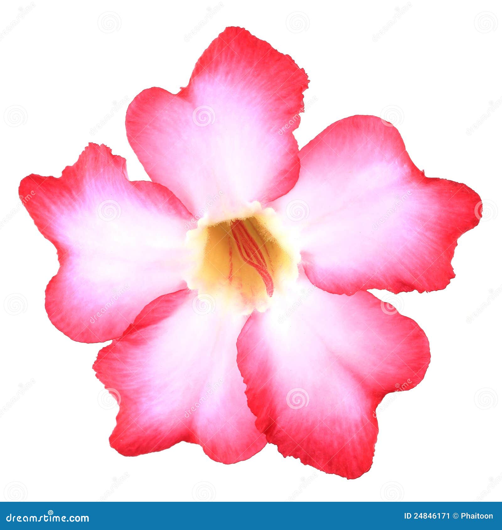 Tropical Flower Pink Adenium Stock Image - Image of harmony, botanic ...
