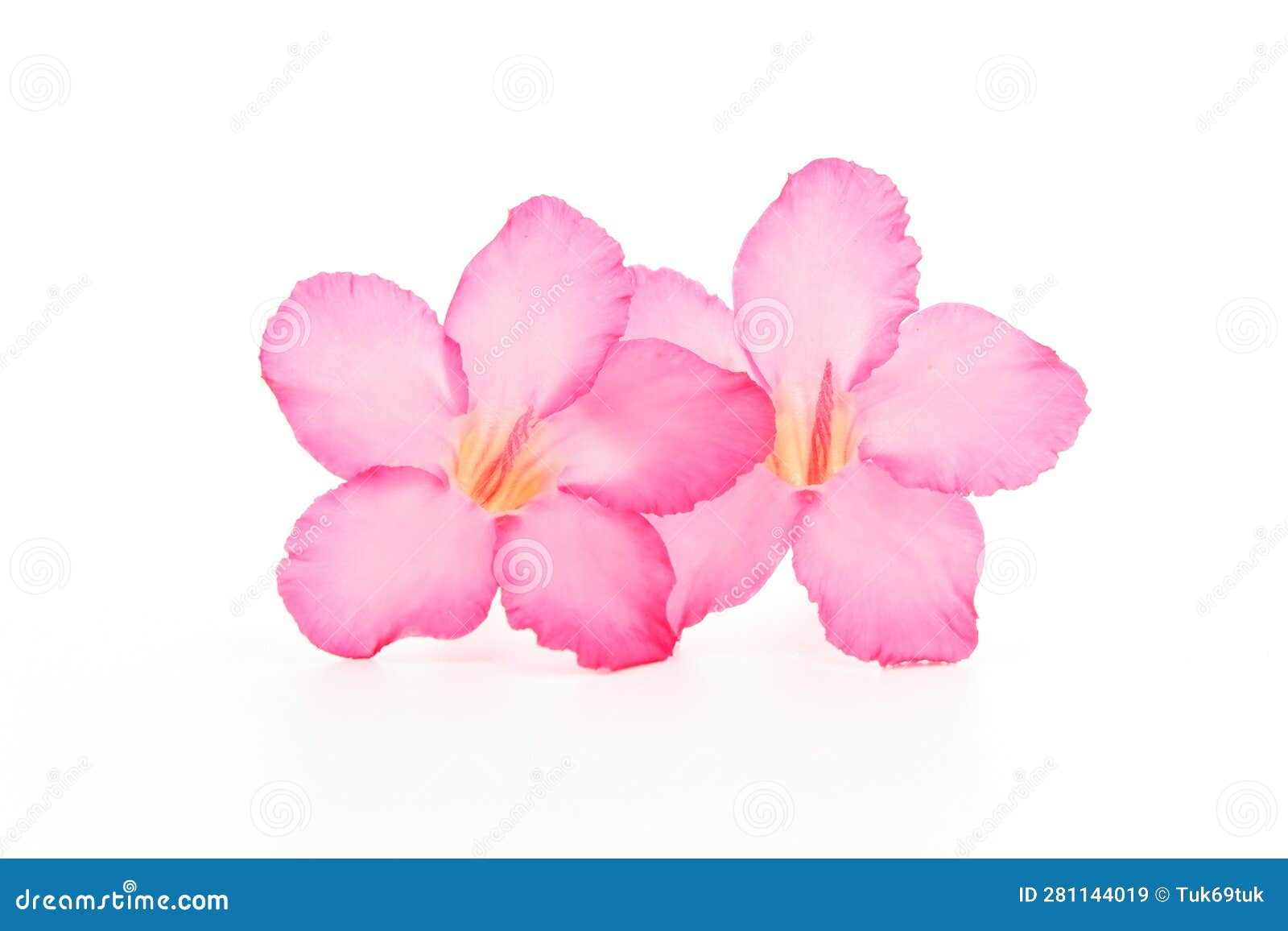 Tropical Flower Pink Adenium Desert Rose On Isolated White Background