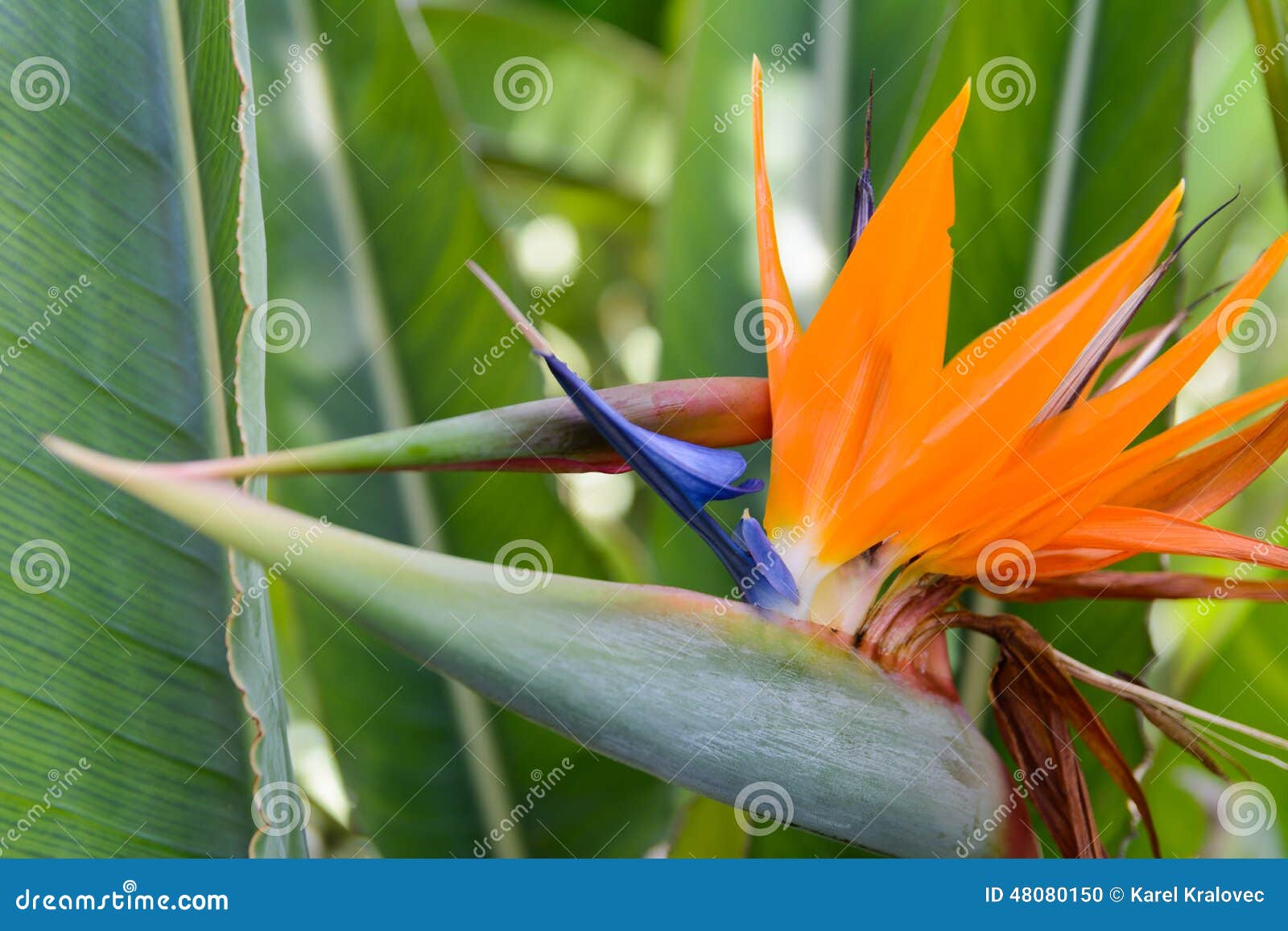 Tropical flower strelitzia stock photo. Image of strelitzia - 48080150
