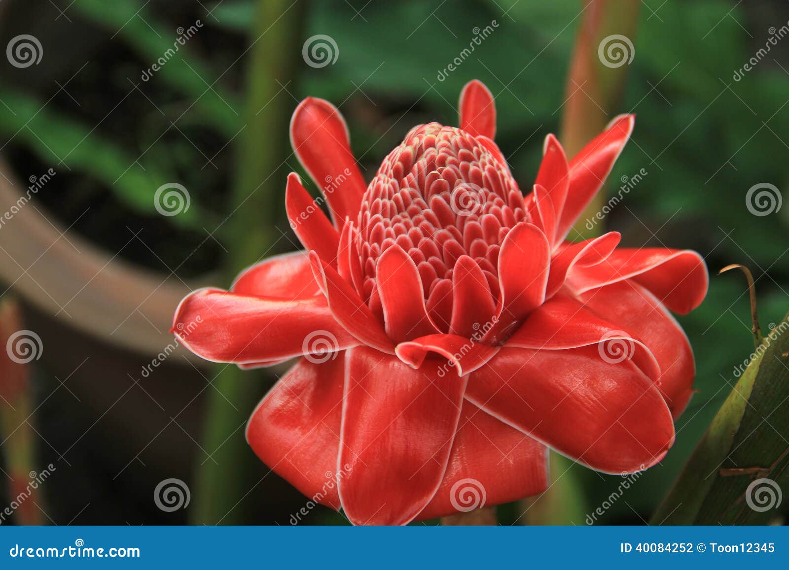 Tropical Flower Torch Ginger Stock Photo - Image of black, native: 40084252