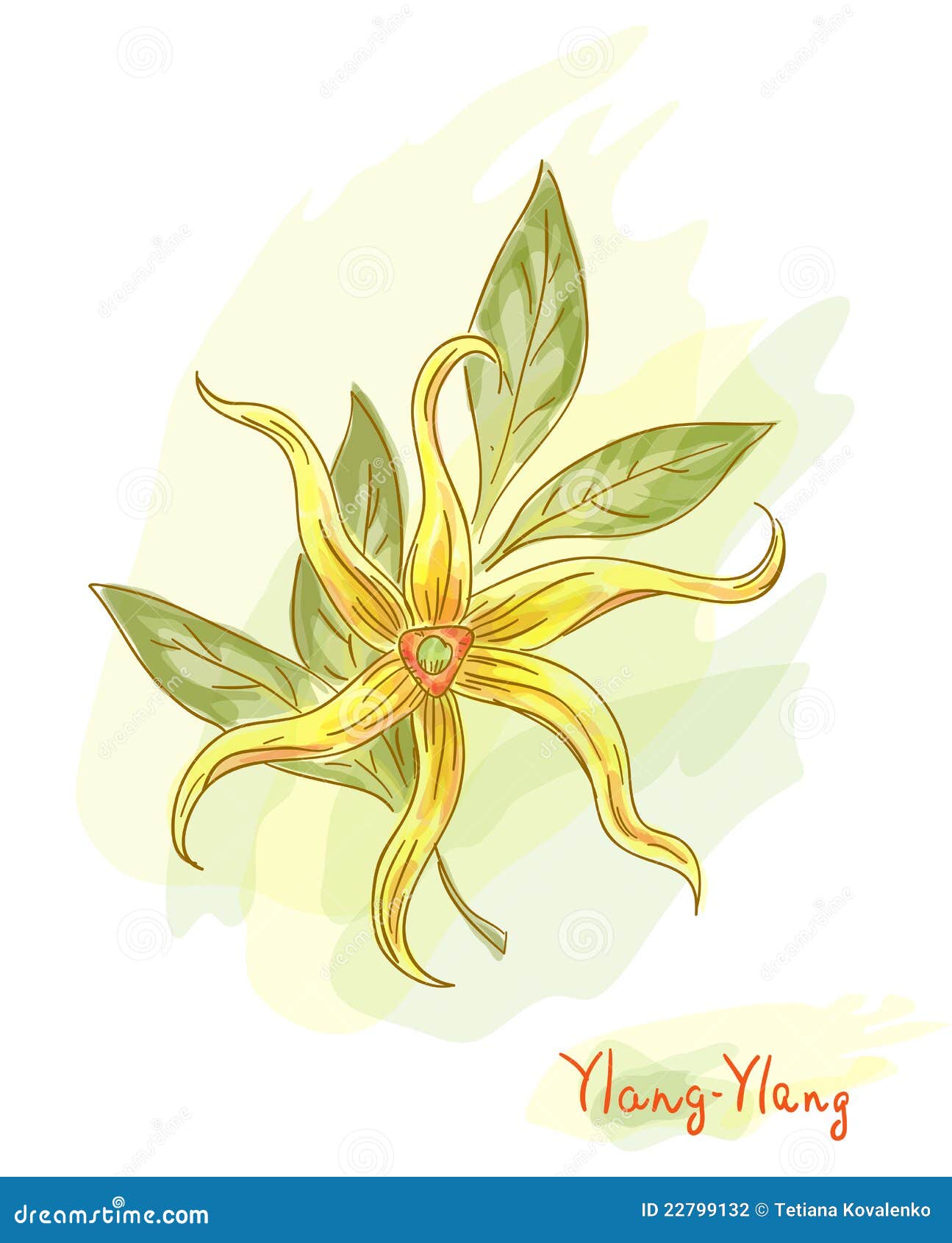 Cananga Stock Illustrations – 514 Cananga Stock Illustrations, Vectors ...