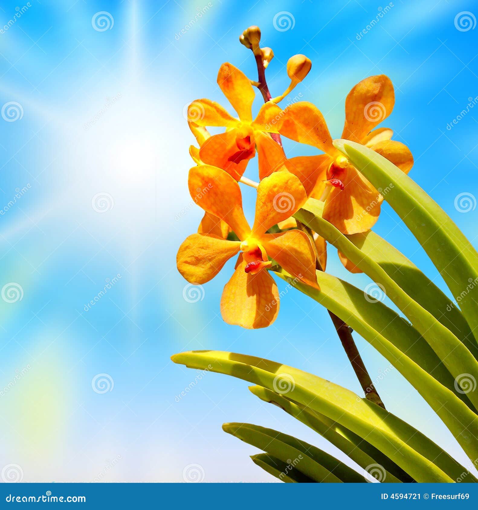 Tropical flowers stock image. Image of tropical, rays - 4594721