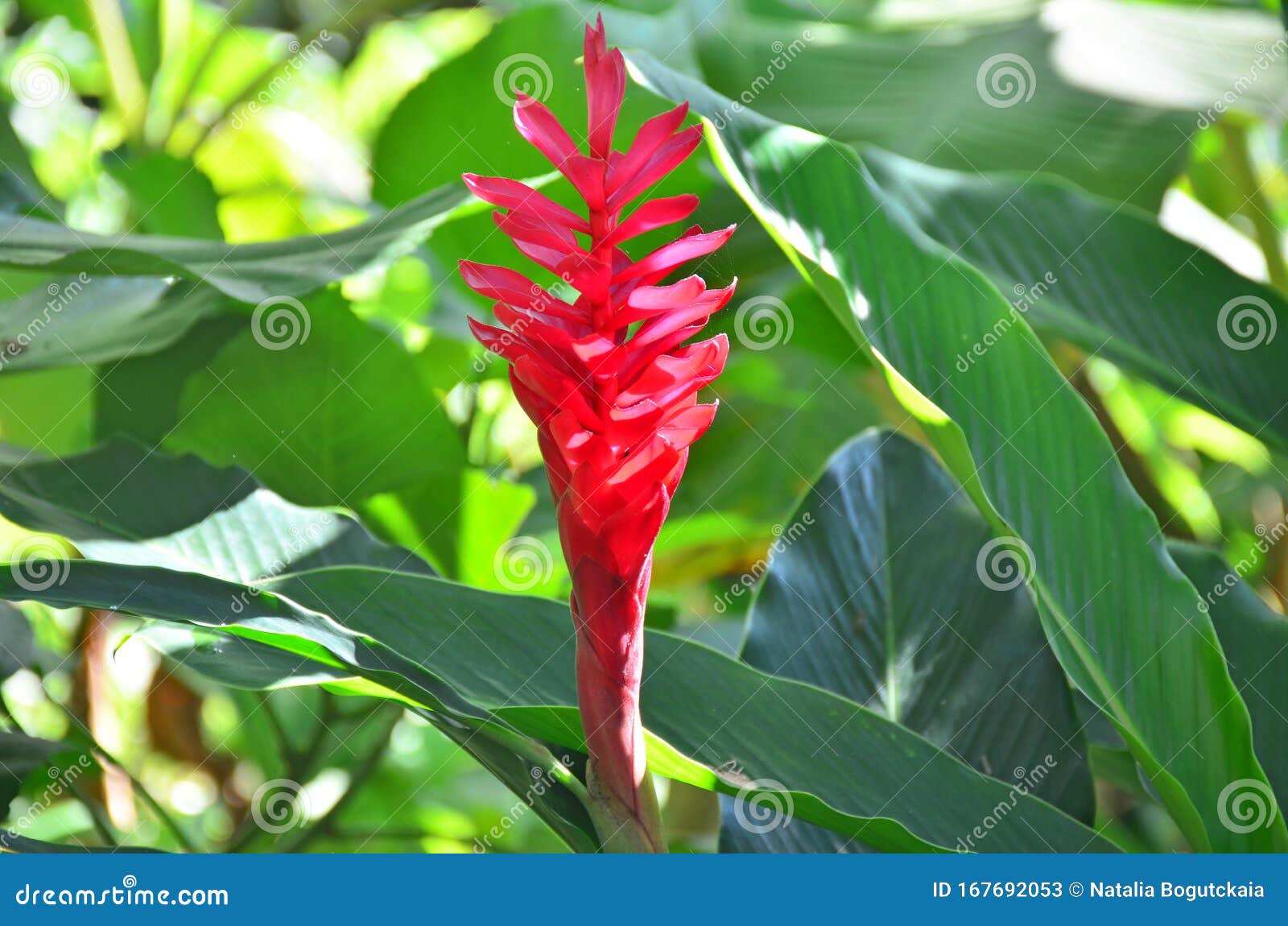 Tropical Flowers of Asia Beautiful Red Stock Image - Image of nature ...