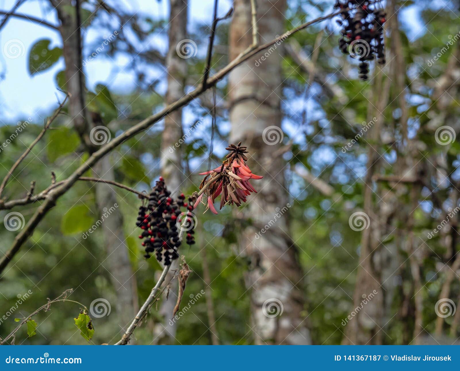 Tropical Flowers on a Tree, Guatemala Stock Image - Image of beautiful ...