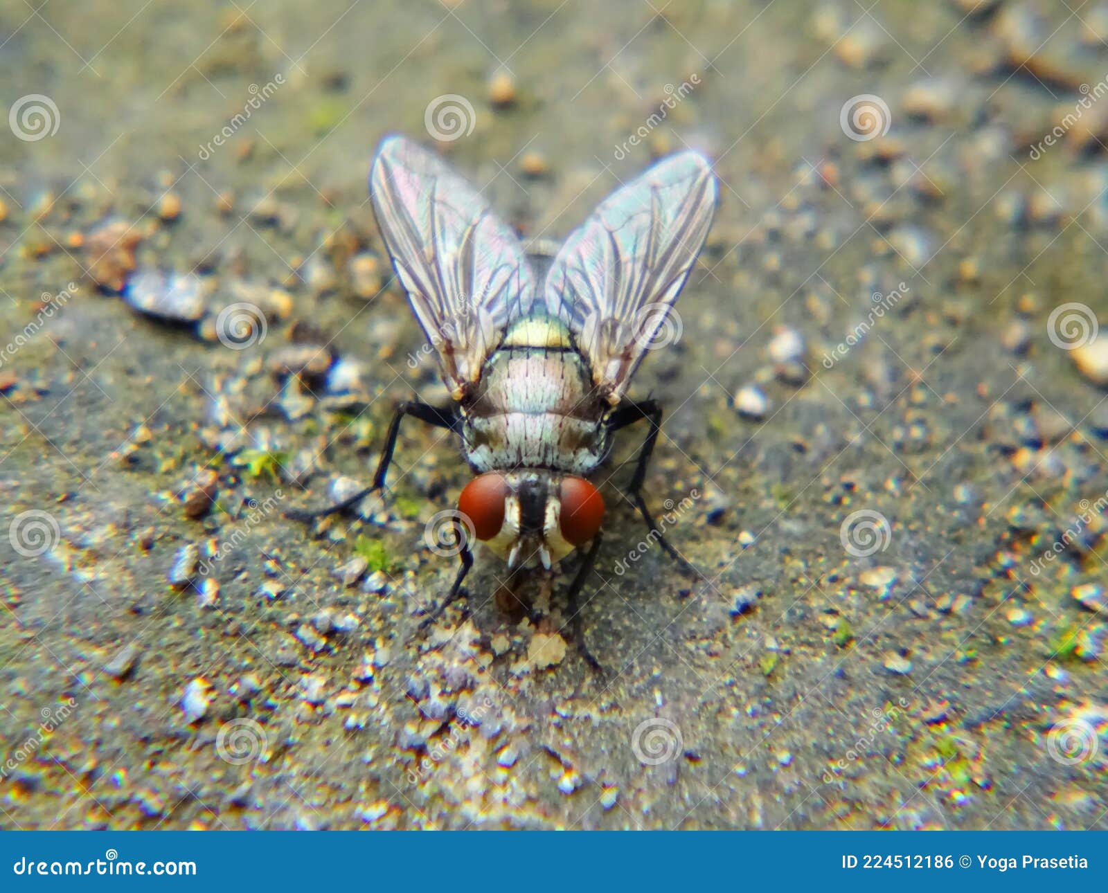 Tropical fly with red eyes stock photo. Image of insect - 224512186