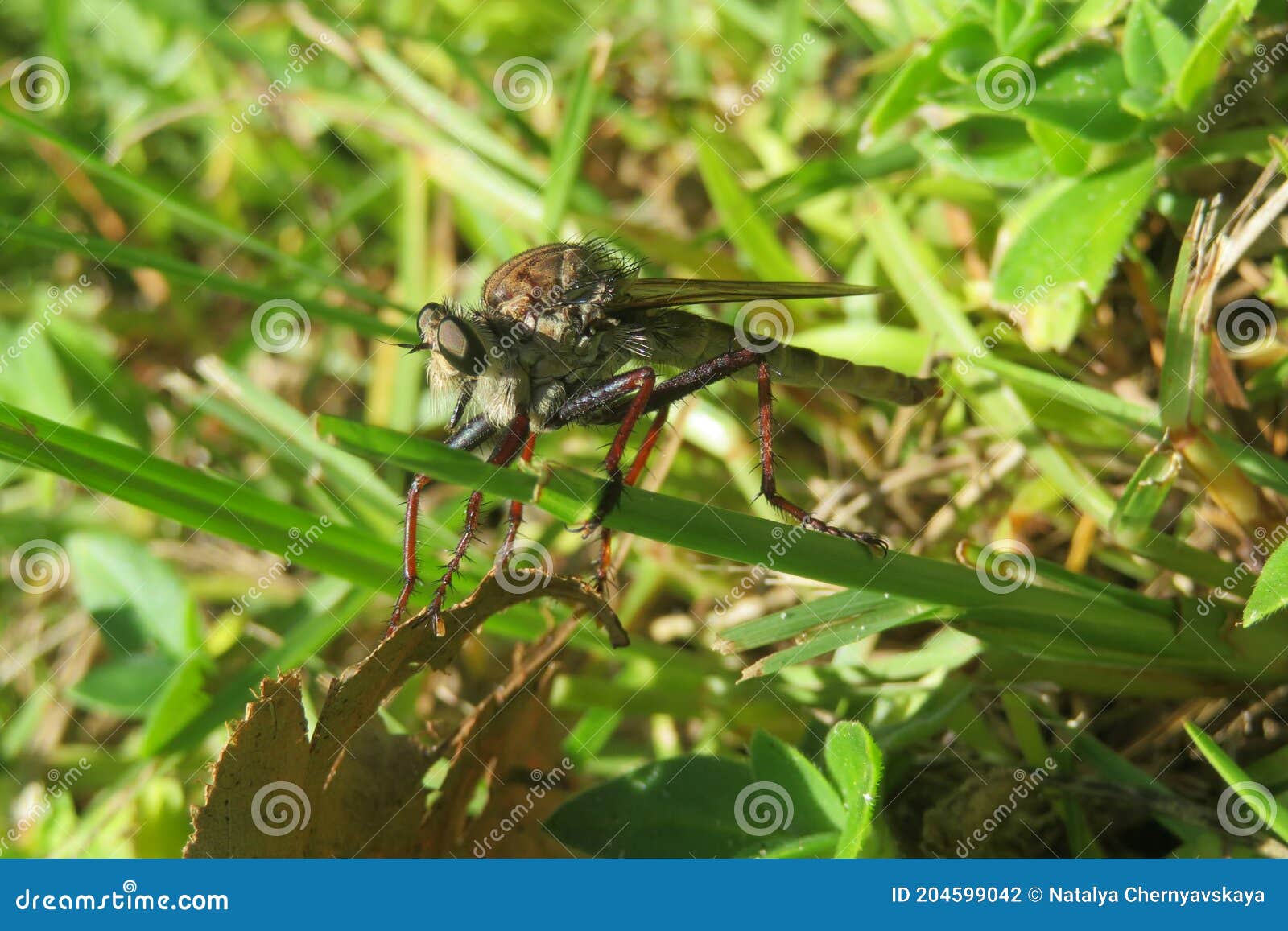 Fly Insect in Florida Forest Stock Photo - Image of nature, fauna ...