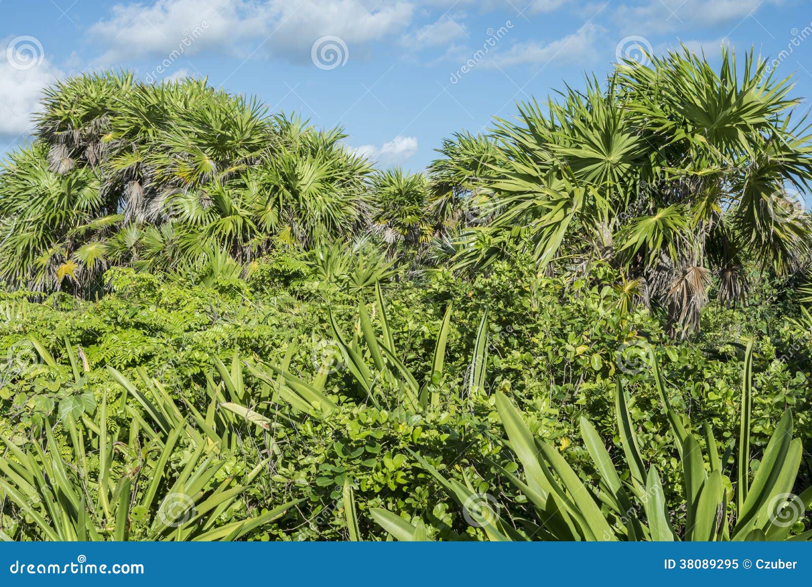 Tropical foliage stock image. Image of vegetation, mexico - 38089295