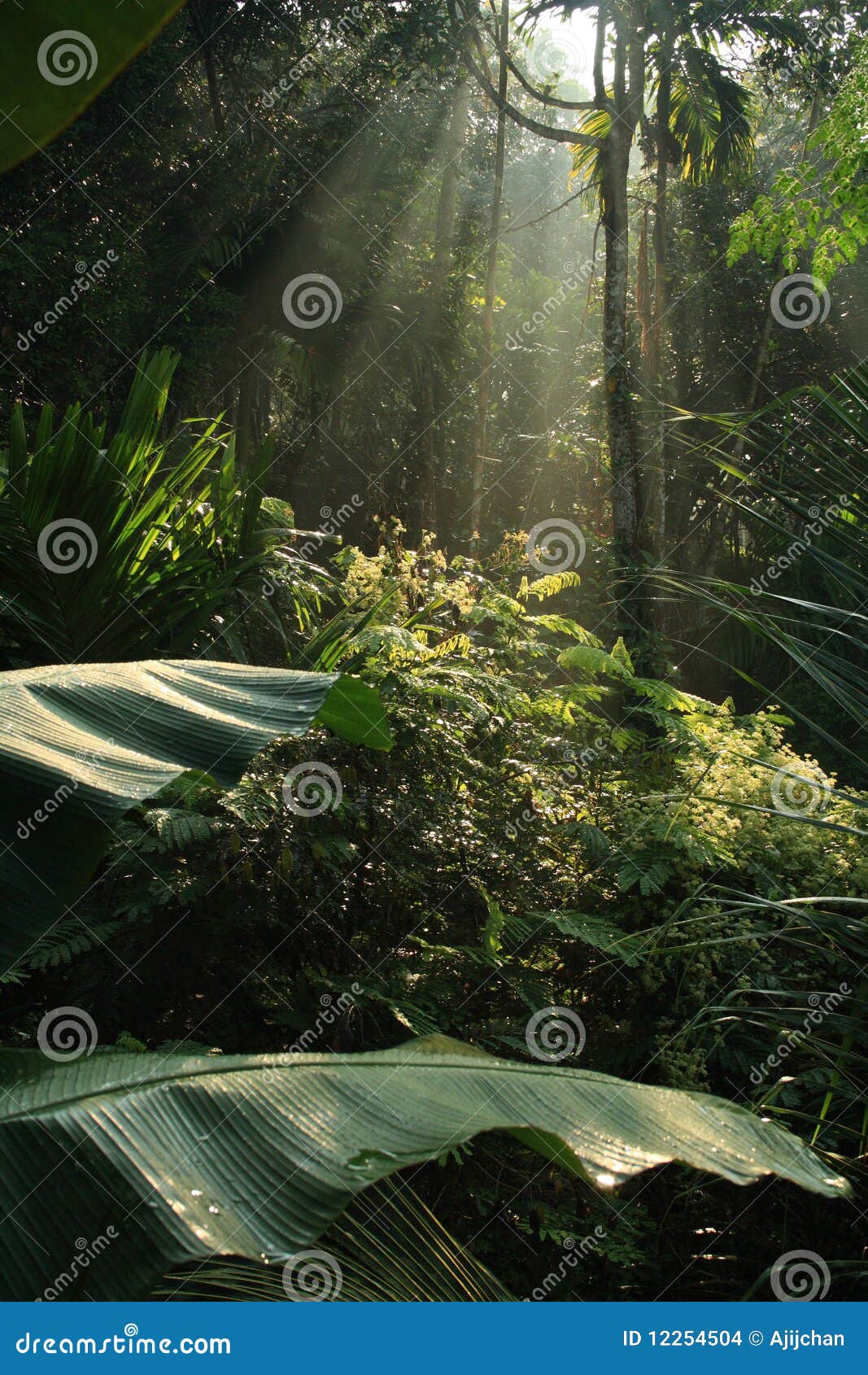 Tropical forest stock photo. Image of tropical, summer - 12254504