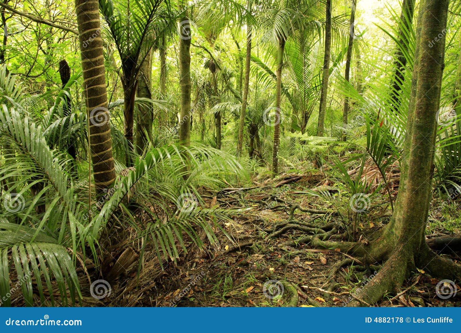 Tropical forest stock photo. Image of climate, rain, green - 4882178