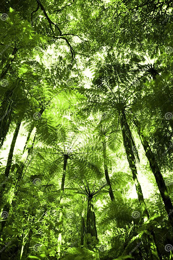 Tropical forest stock image. Image of fern, forest, plants - 5650411