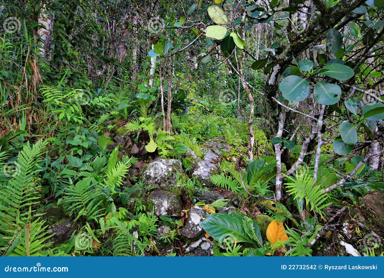 Tropical Forest on Auyantepui, Venezuela Stock Photo - Image of ...